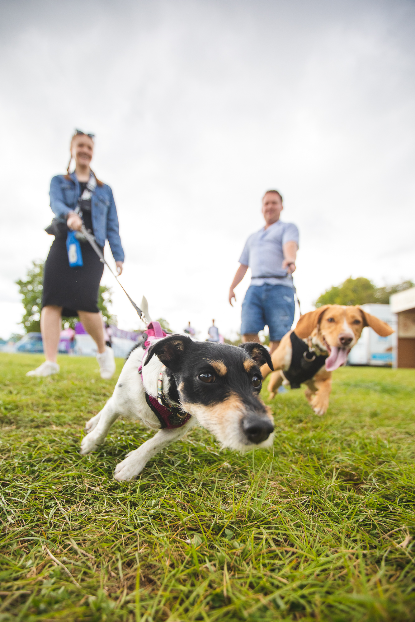 Dog friendly festivals in the UK [2026] - We're going on an adventure