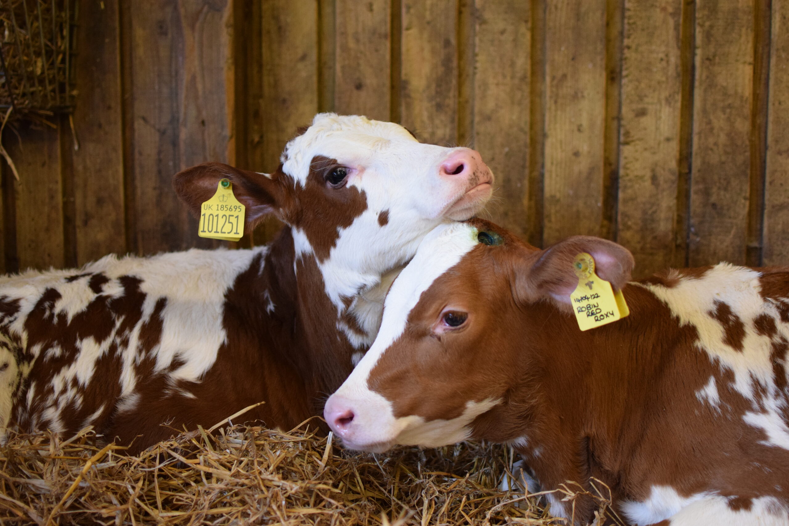 11 farms to visit near Manchester this Spring [2026] - We're going on ...