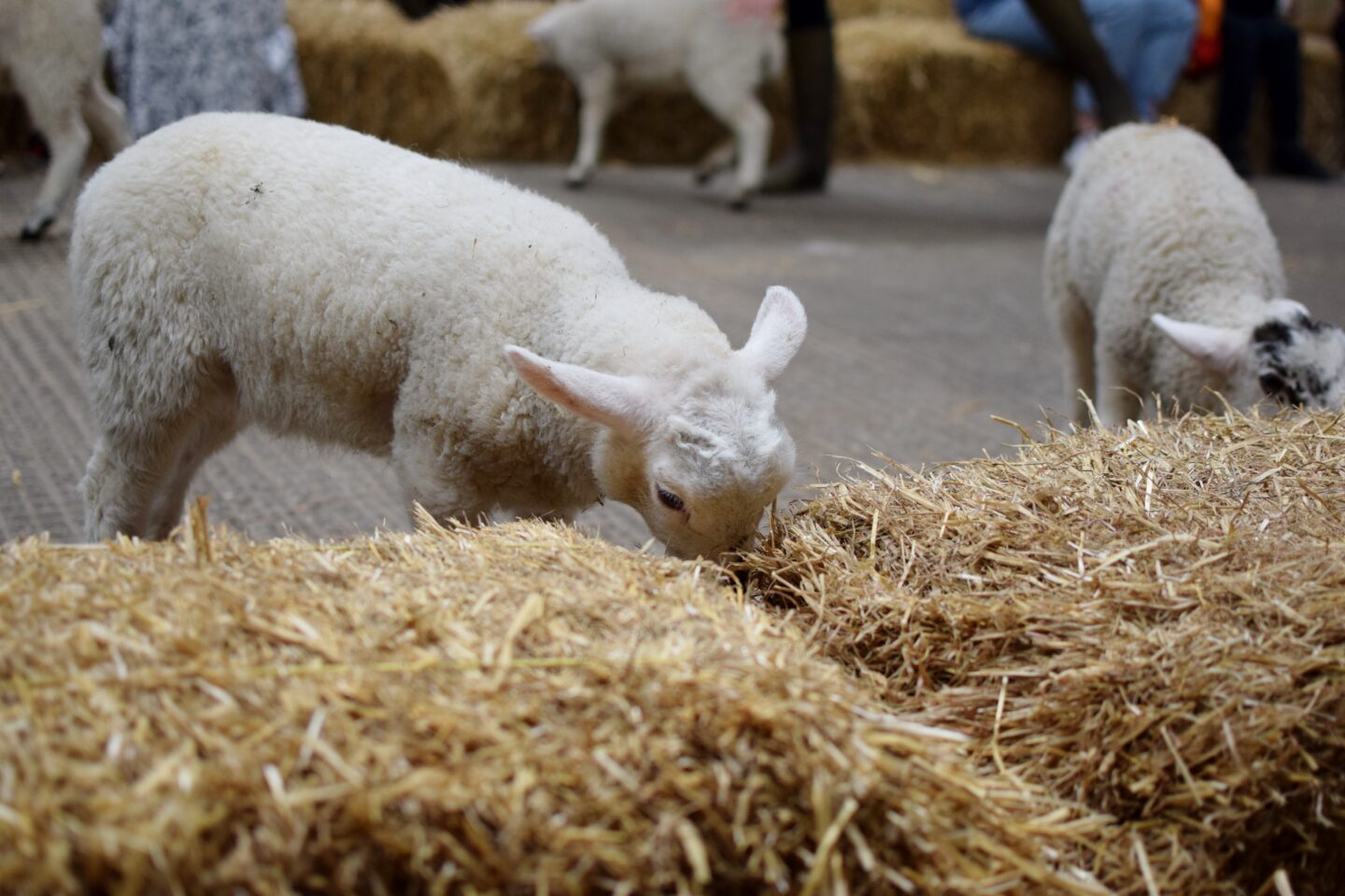Where to see lambs in Manchester this spring 2026 - We're going on an ...