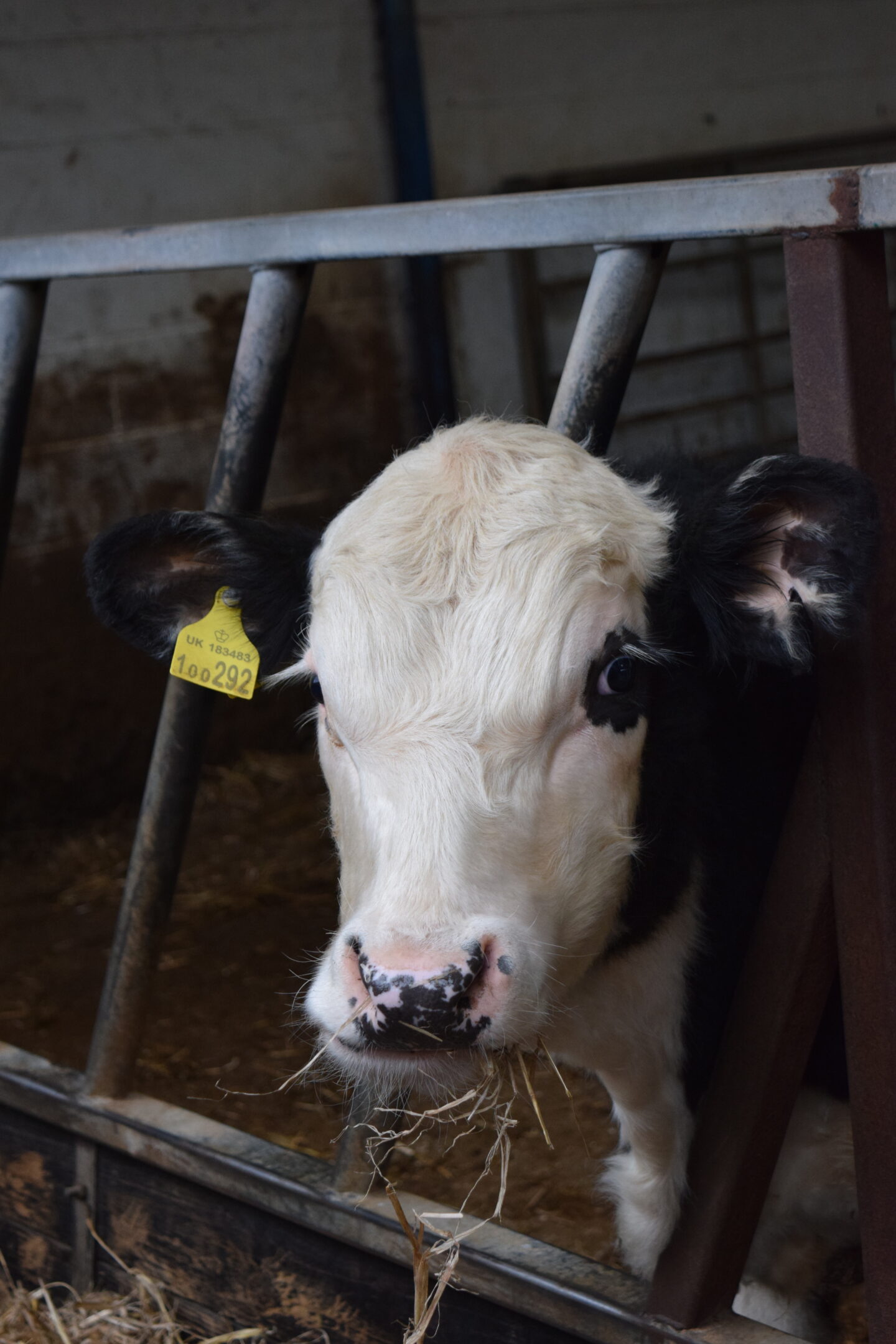 The best places to see cows near Manchester - We're going on an adventure