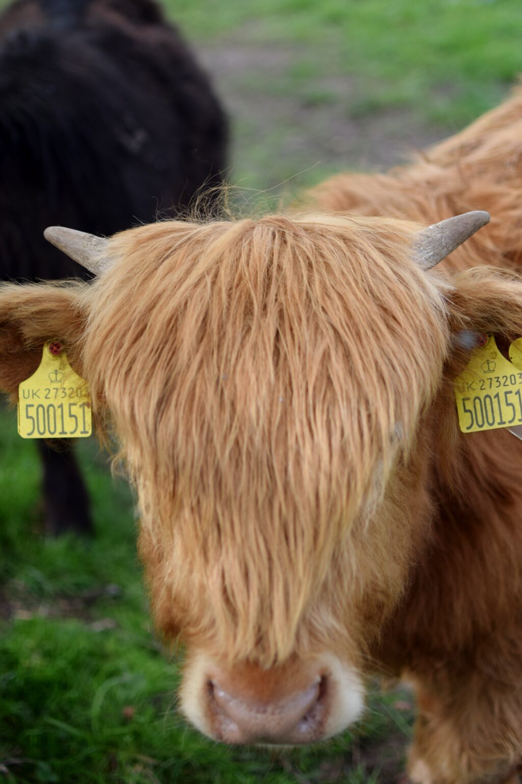 The best places to see cows near Manchester - We're going on an adventure