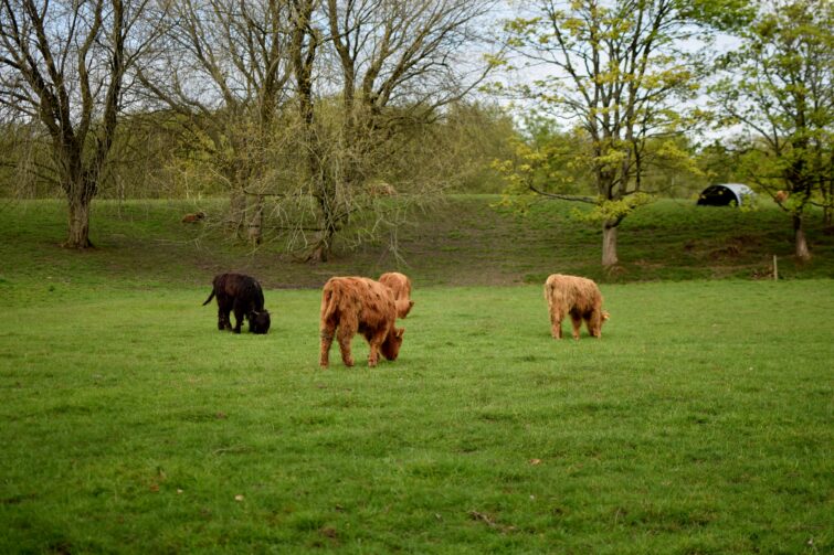 The best places to see cows near Manchester - We're going on an adventure